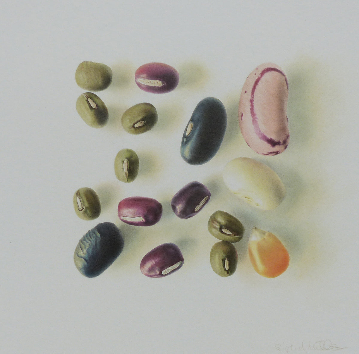 Beans and Sweet Corn – Studio Cennen